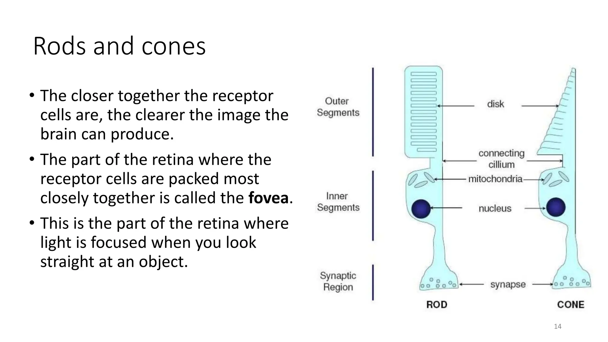 SENSE_ORGANS_COORDINATION_AND_RESPONSE.pptx