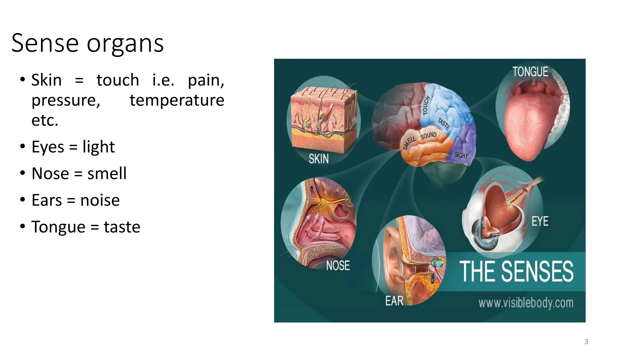 SENSE_ORGANS_COORDINATION_AND_RESPONSE.pptx