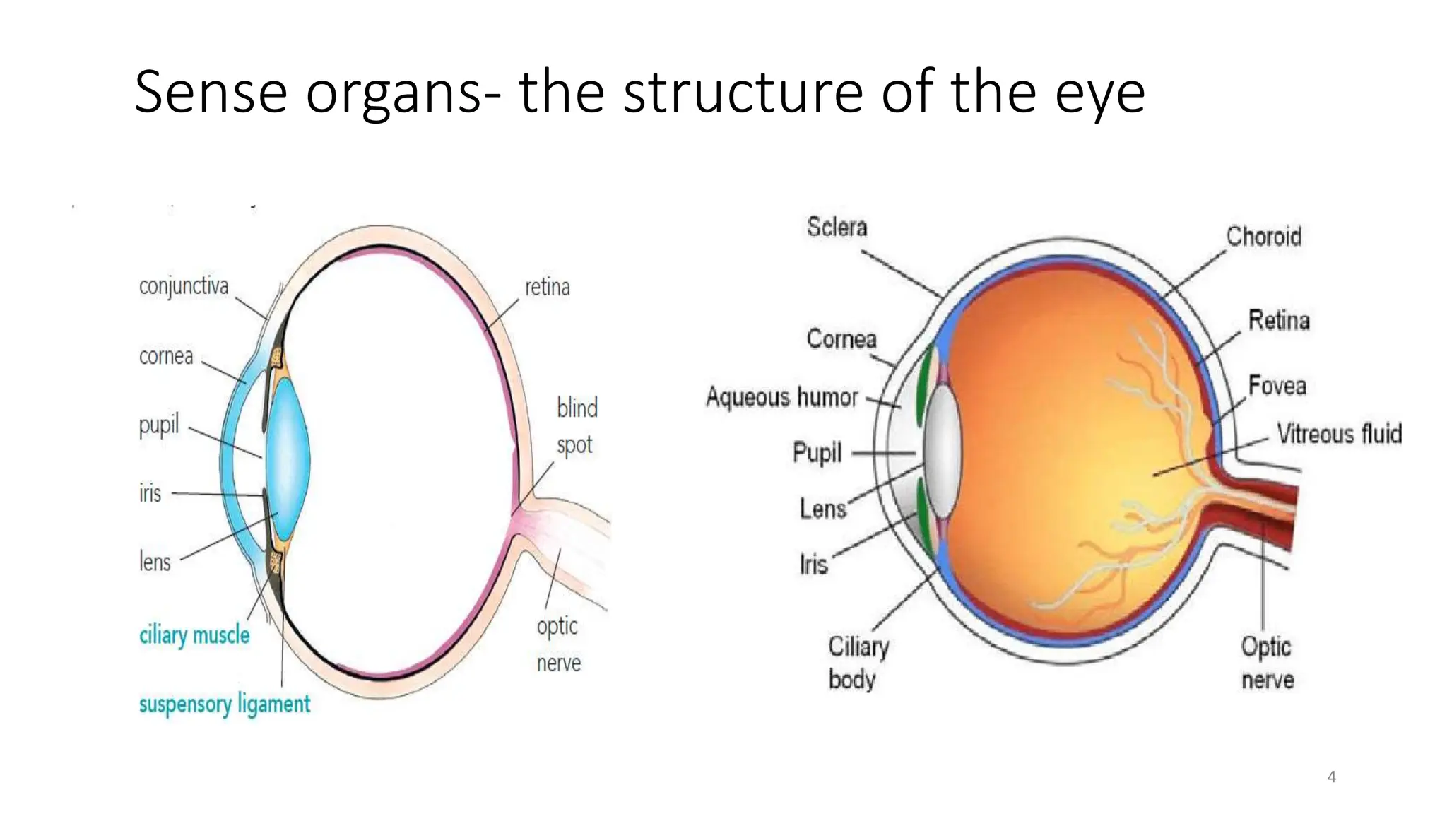 SENSE_ORGANS_COORDINATION_AND_RESPONSE.pptx