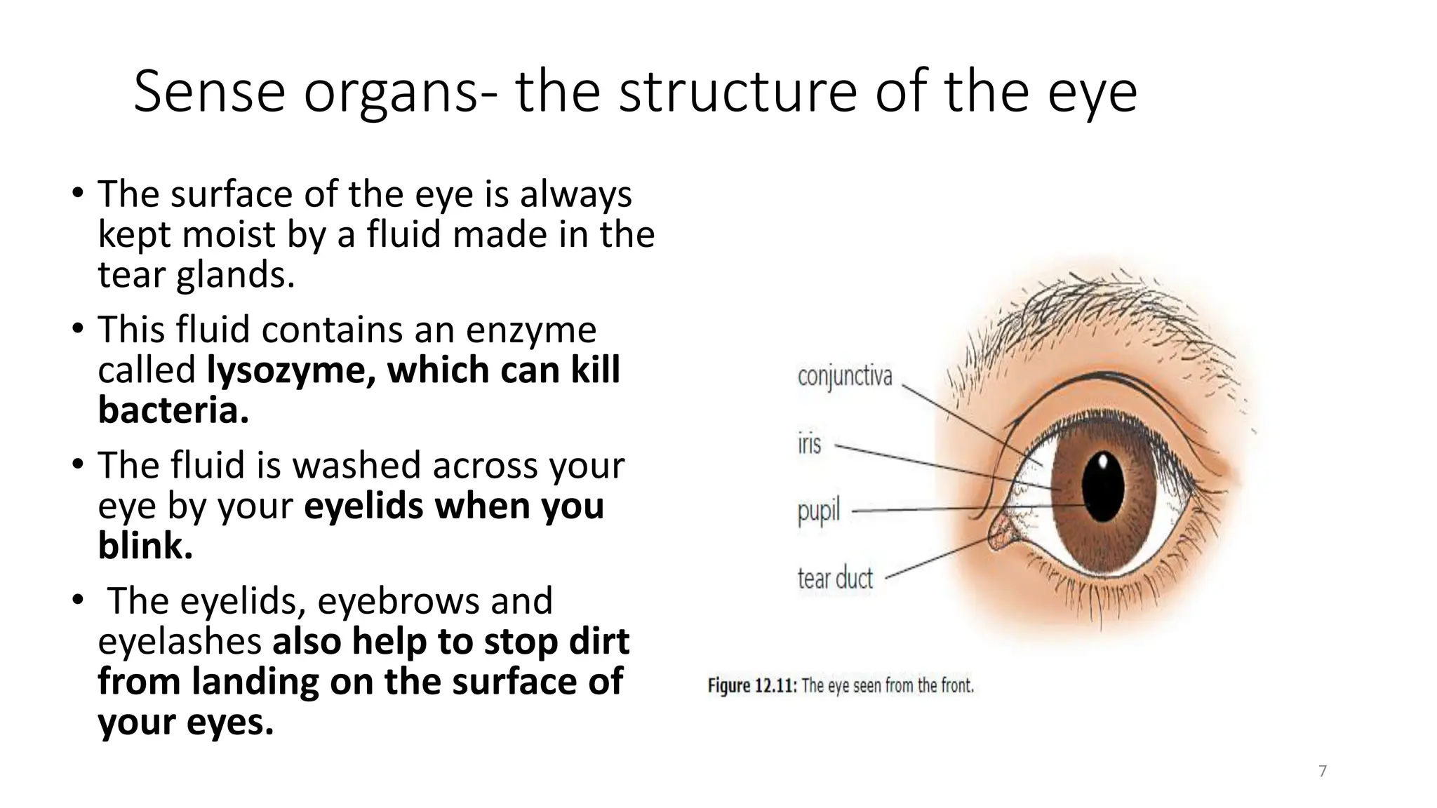 SENSE_ORGANS_COORDINATION_AND_RESPONSE.pptx