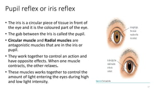 SENSE_ORGANS_COORDINATION_AND_RESPONSE.pptx