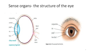 SENSE_ORGANS_COORDINATION_AND_RESPONSE.pptx