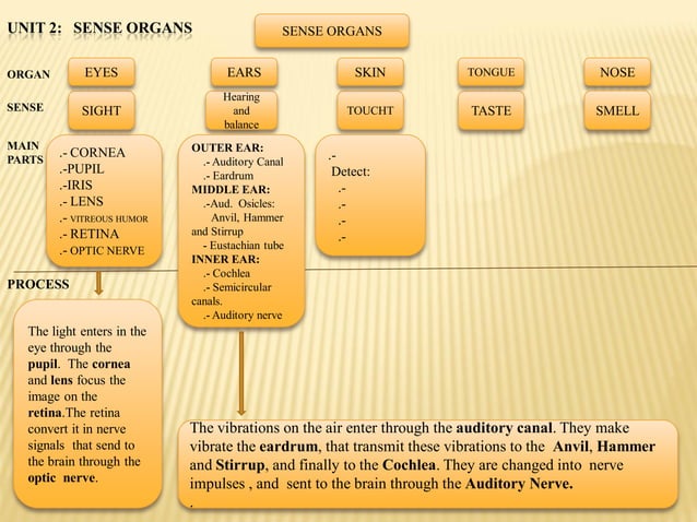 Sense organs diagram.english | PDF