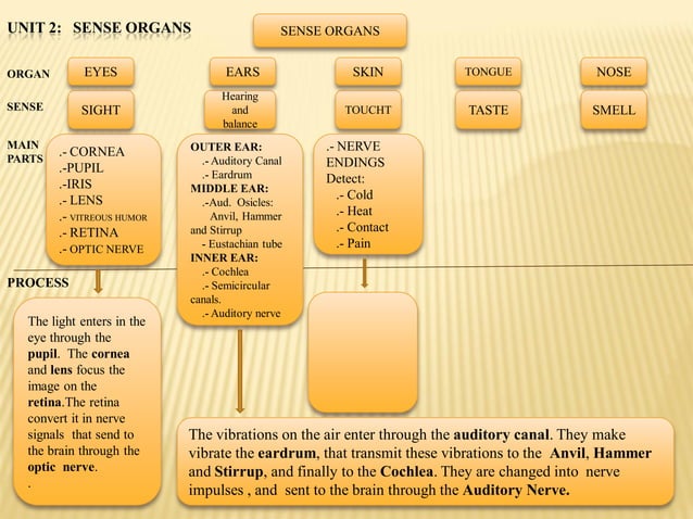 Sense organs diagram.english | PDF