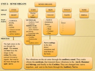 Sense organs diagram.english | PDF