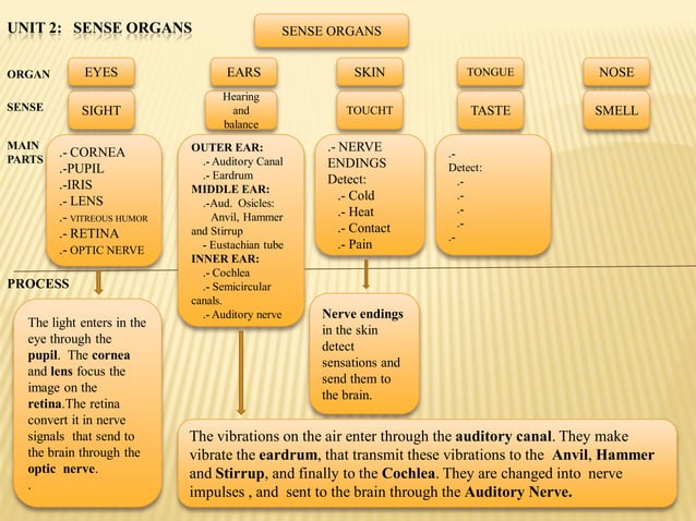 Sense organs diagram.english | PDF