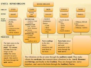 Sense organs diagram.english | PDF