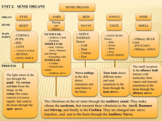 Sense organs diagram.english | PDF
