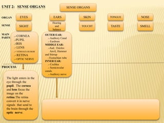 Sense organs diagram.english | PDF
