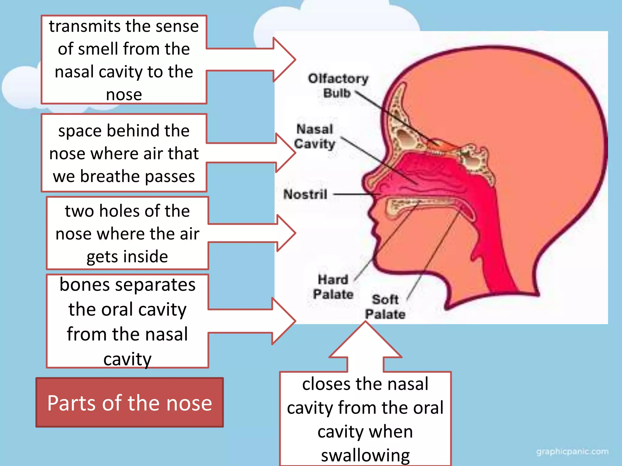 Sense organs of the human body | PPTX