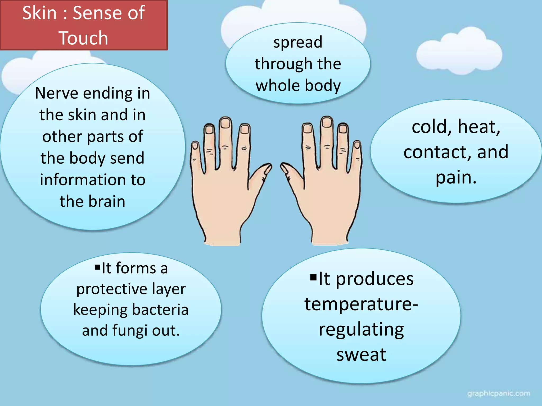 Sense organs of the human body | PPTX