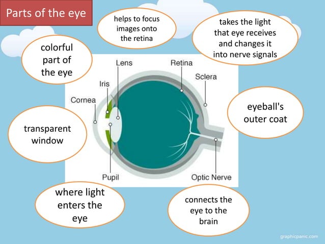 Sense organs of the human body | PPTX | Ear, Nose and Throat Conditions ...