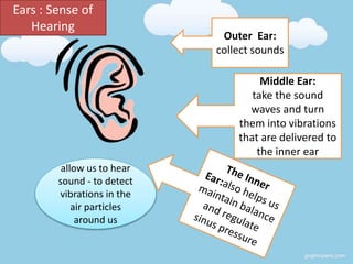 Sense organs of the human body | PPTX