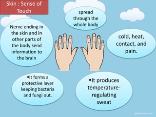 Sense organs of the human body | PPTX