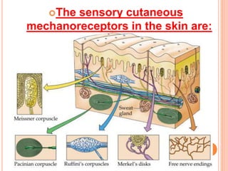 SENSE ORGANS EYES SKIN AND TONGUE.pptx