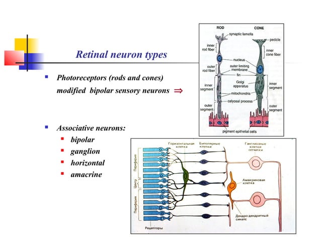 Sense organs | PPT