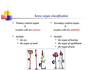 Sense organs | PPT
