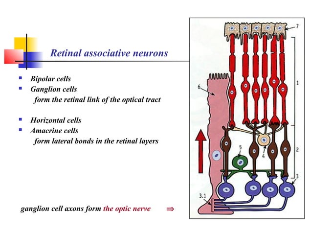 Sense organs | PPT