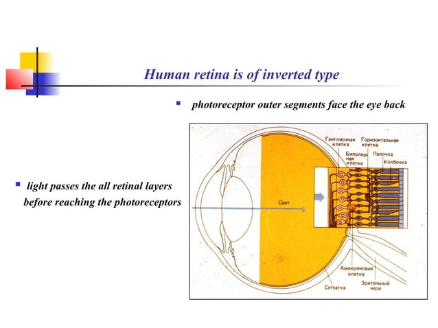 Sense organs | PPT