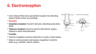 Sense_Organs_in_Teleosts and other fishes.pptx