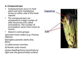 senseorgansofinsectsandtheirstructure-180508155900.pptx