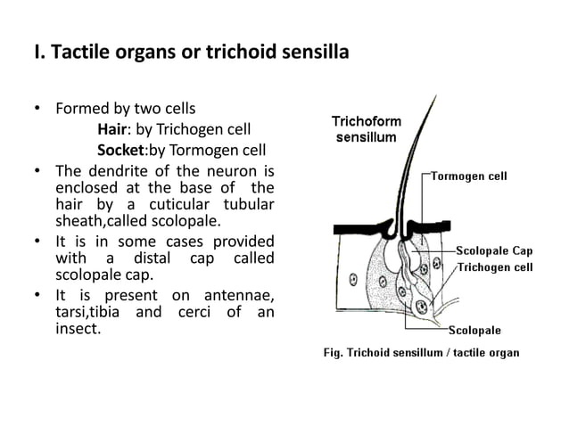 senseorgansofinsectsandtheirstructure-180508155900.pptx