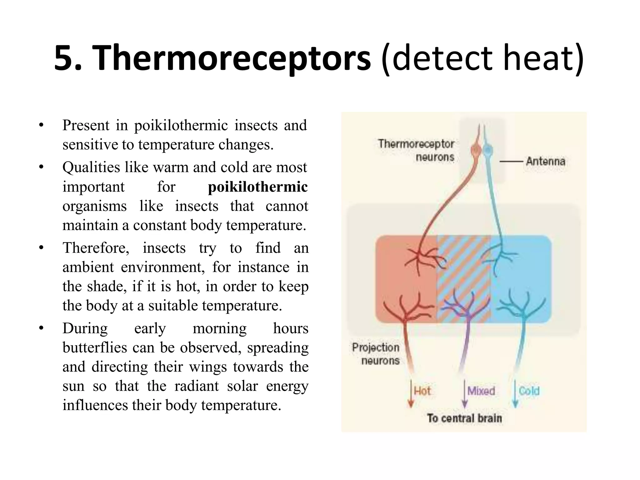 senseorgansofinsectsandtheirstructure-180508155900.pptx