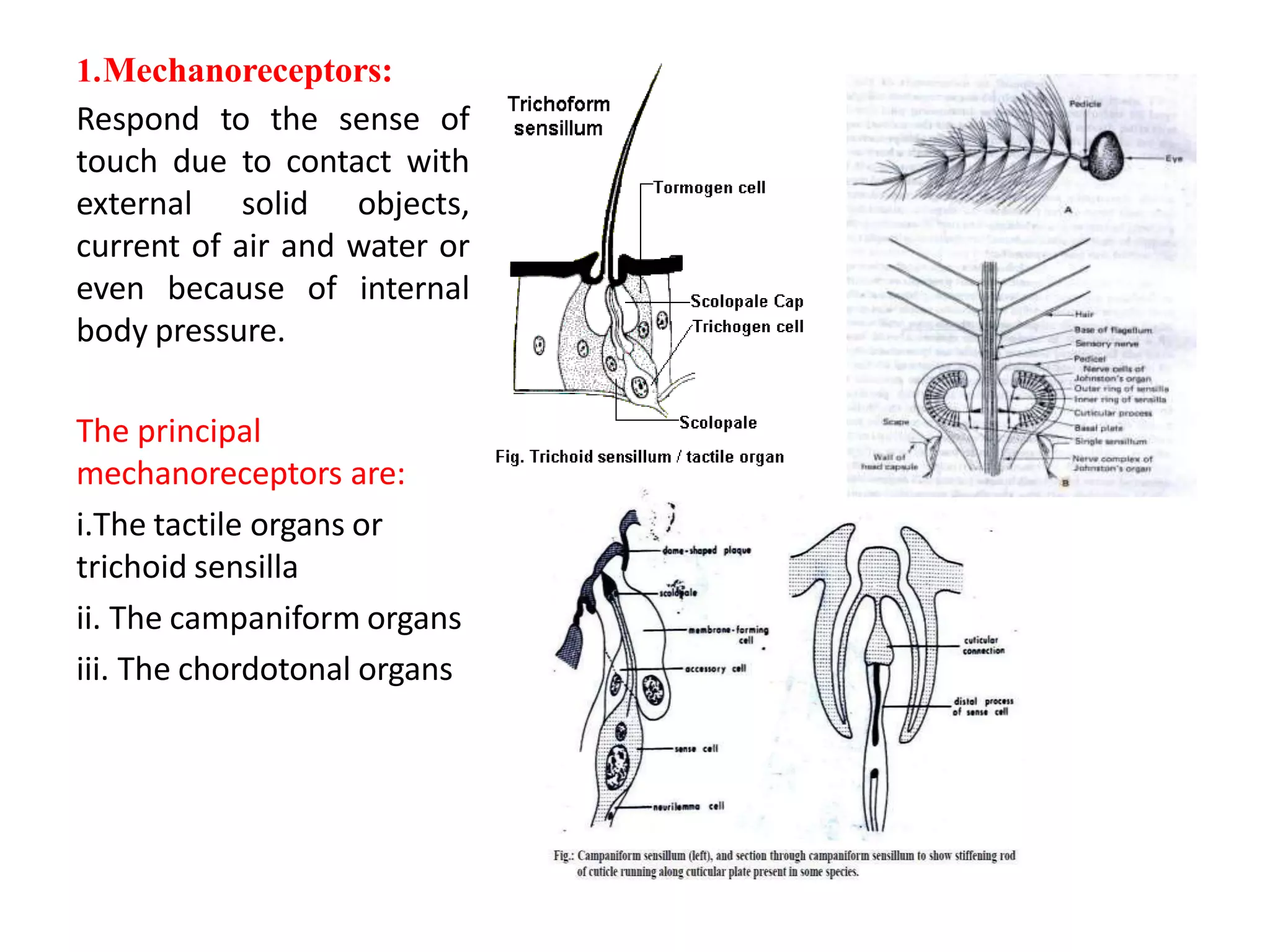 senseorgansofinsectsandtheirstructure-180508155900.pptx