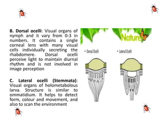 senseorgansofinsectsandtheirstructure-180508155900.pptx