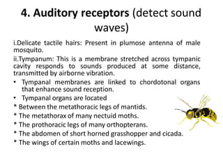 senseorgansofinsectsandtheirstructure-180508155900.pptx
