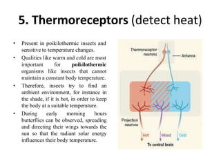 senseorgansofinsectsandtheirstructure-180508155900.pptx