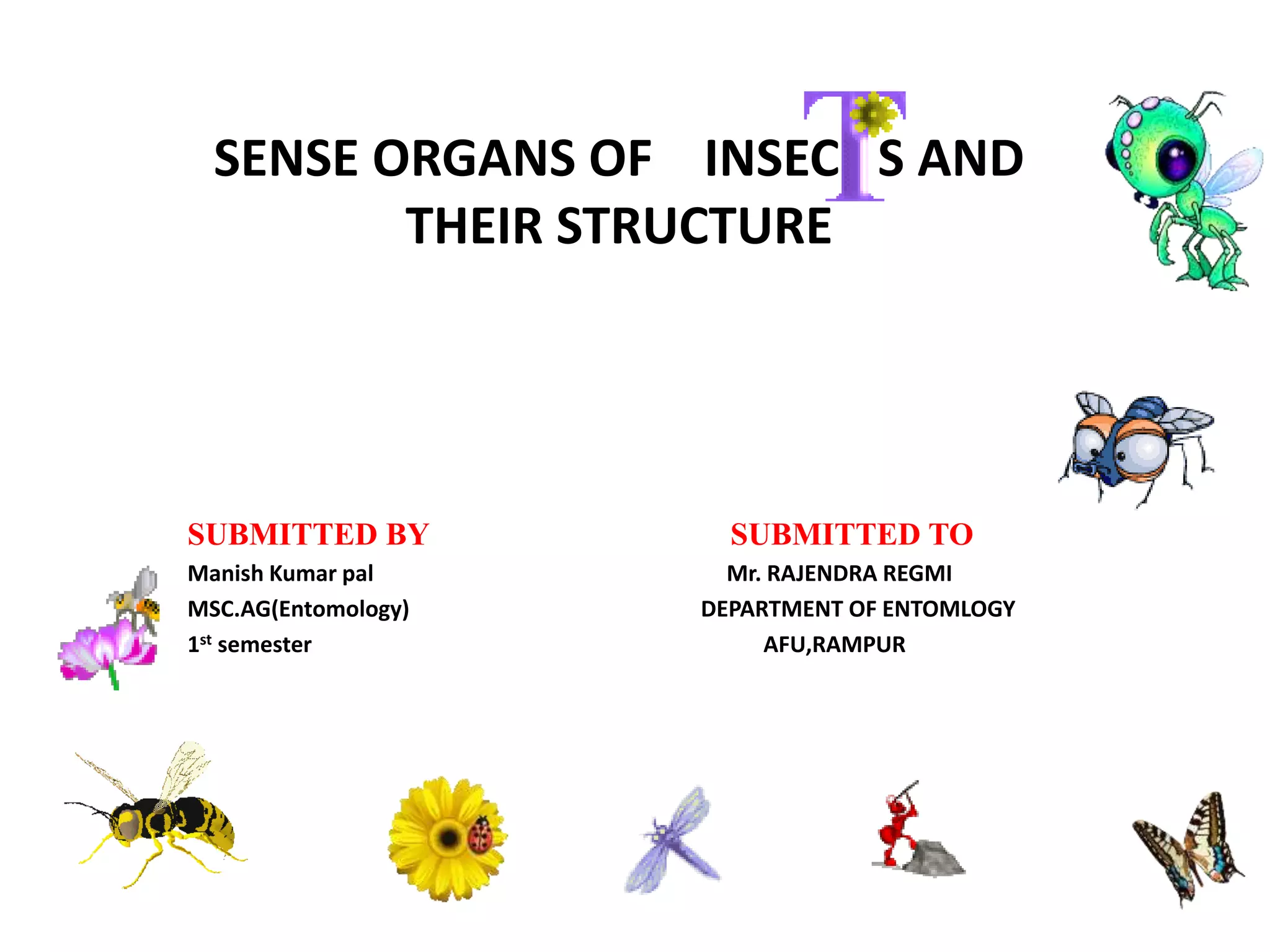 Sense organs of insects and their structure | PPTX