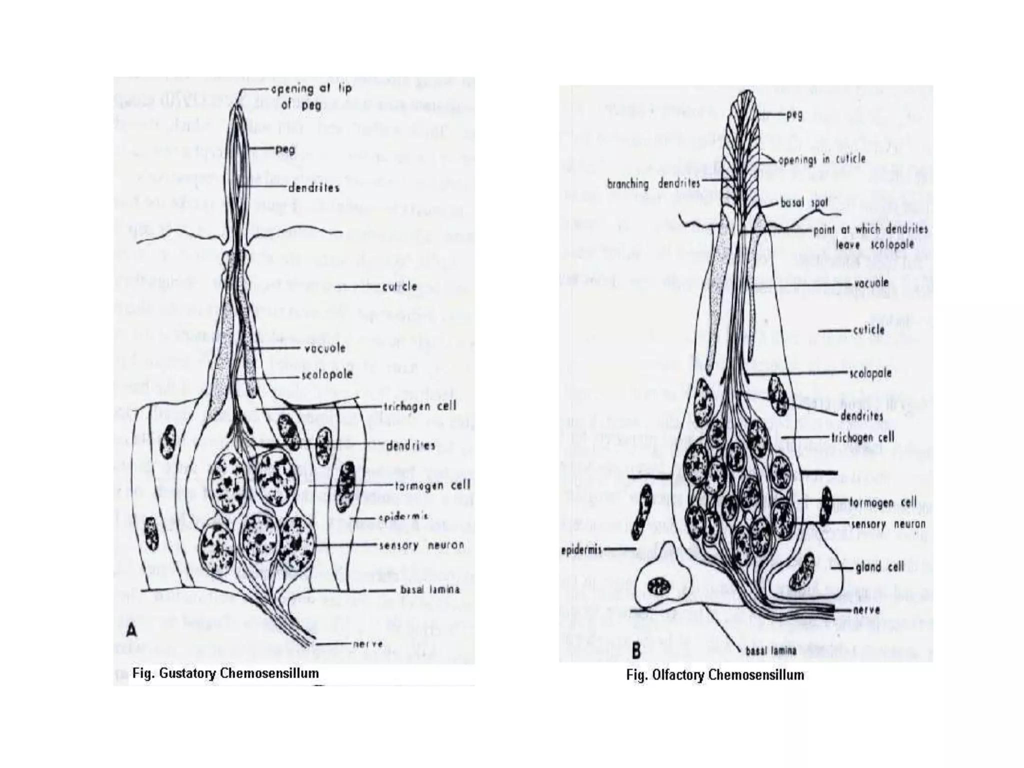 Sense organs of insects and their structure | PPTX