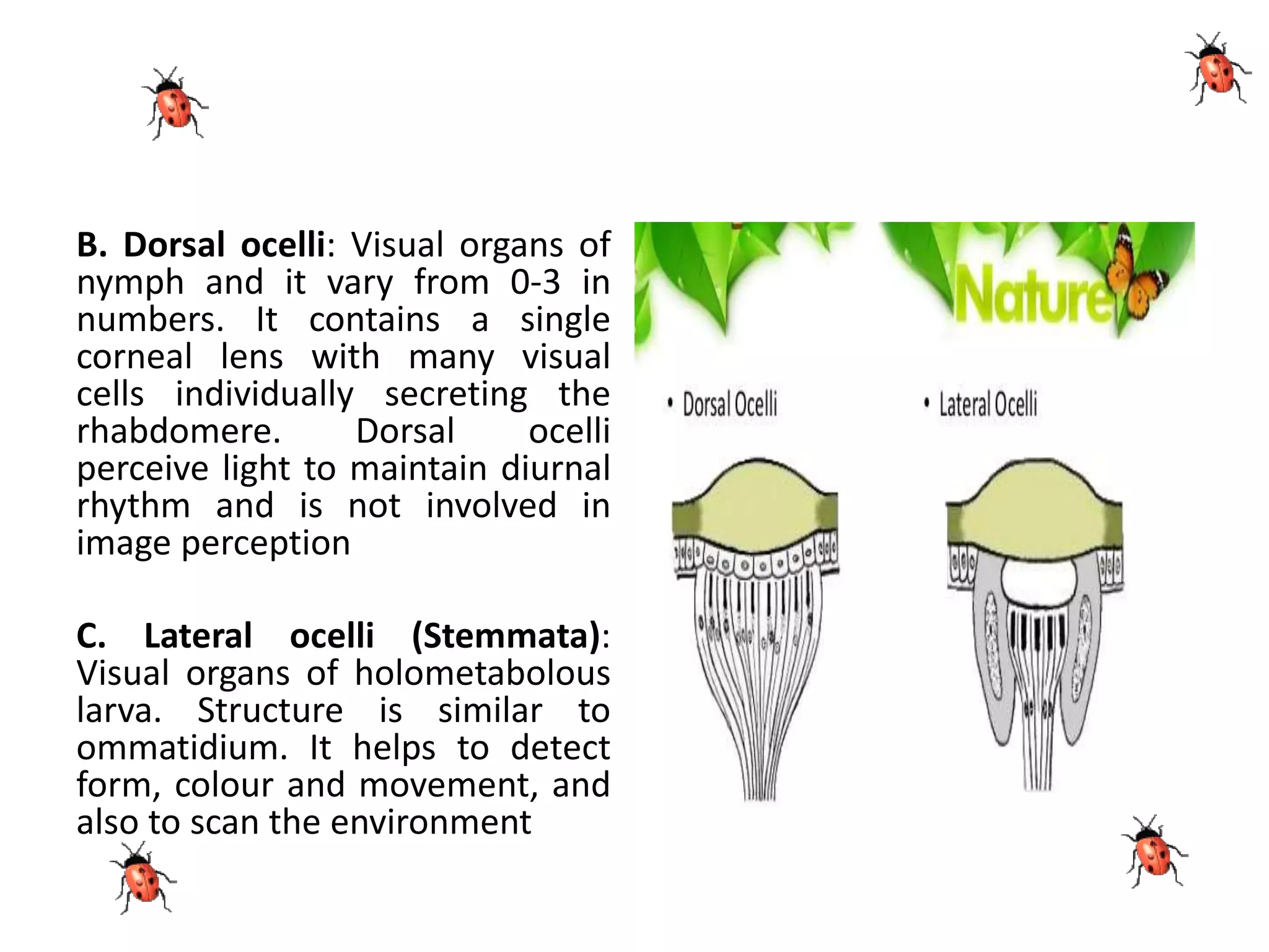 Sense organs of insects and their structure | PPTX