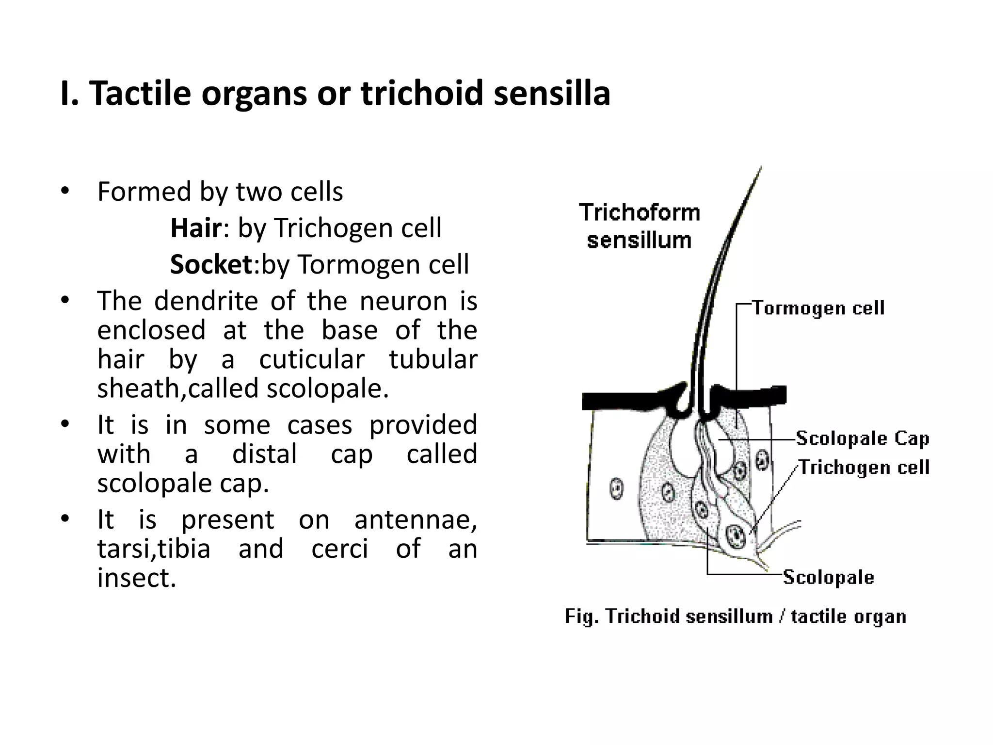 Sense organs of insects and their structure | PPTX
