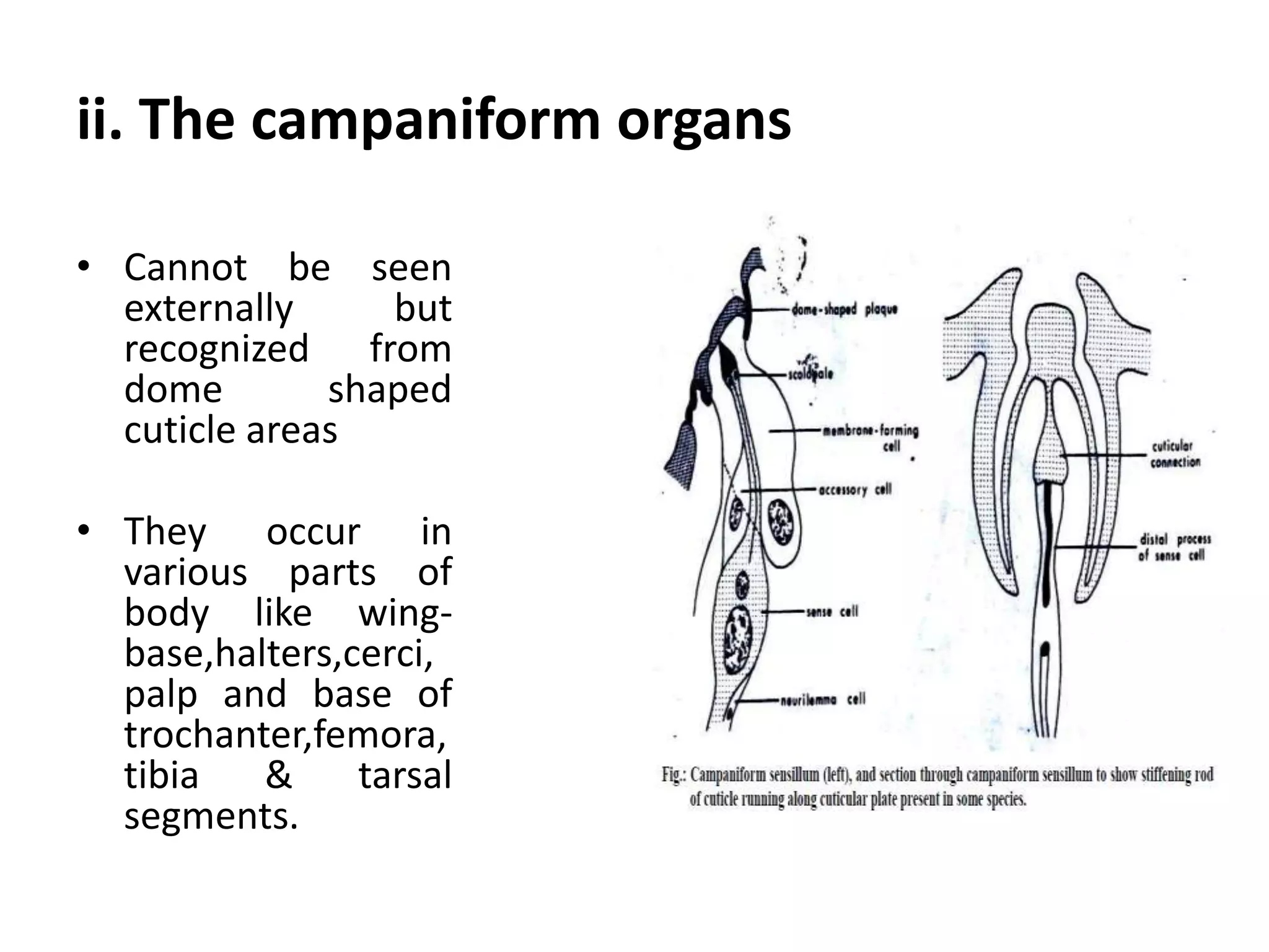 Sense organs of insects and their structure | PPTX