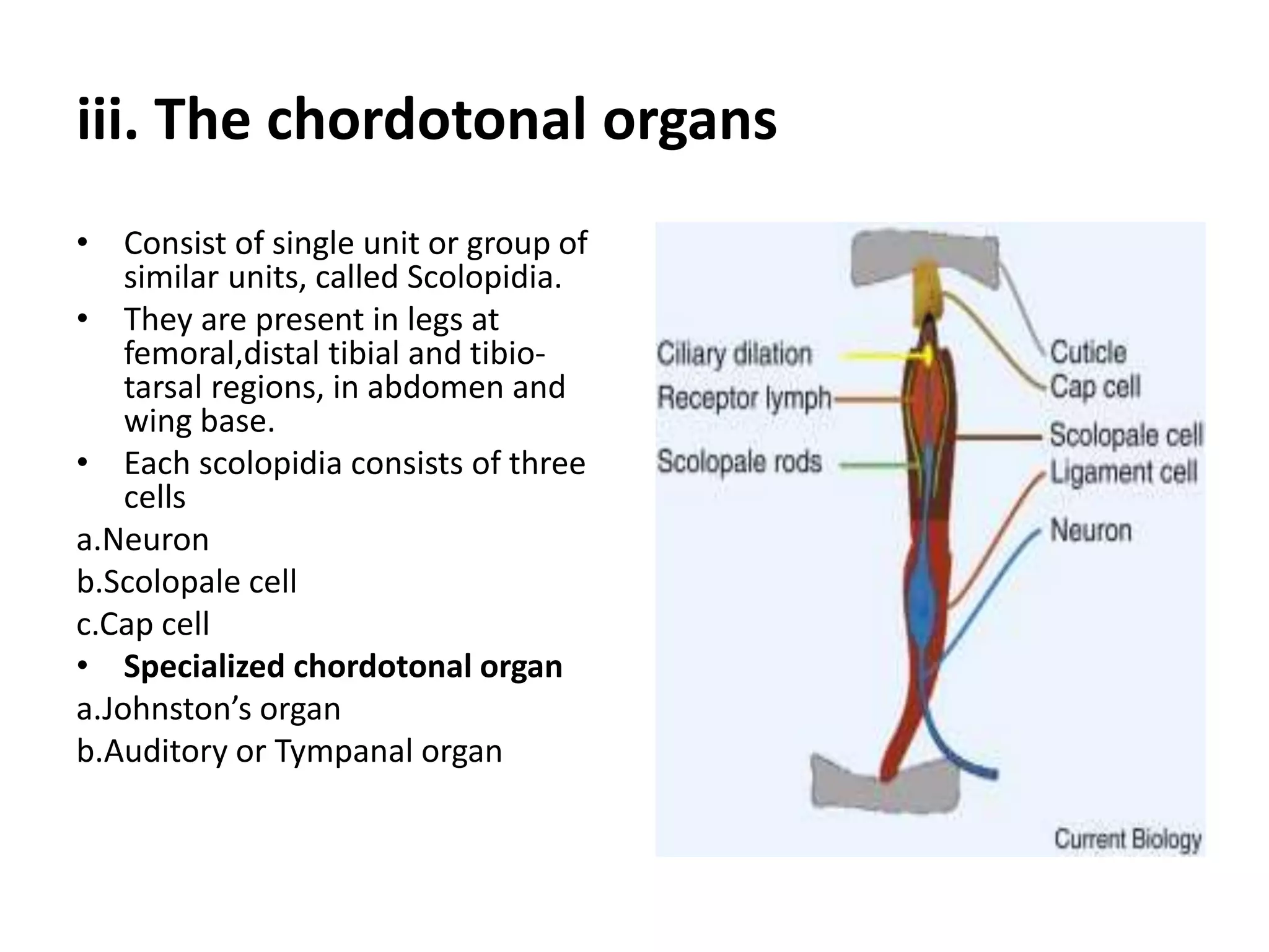 Sense organs of insects and their structure | PPTX