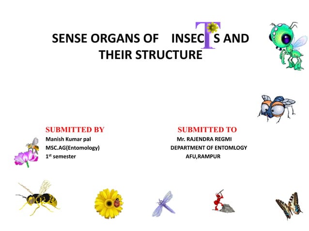 Sense organs of insects and their structure | PPTX | Eye and Vision ...