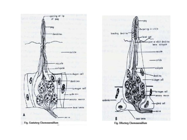 Sense organs of insects and their structure | PPTX | Eye and Vision ...