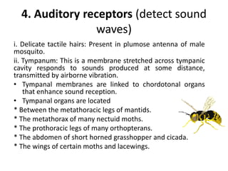 Sense organs of insects and their structure | PPTX