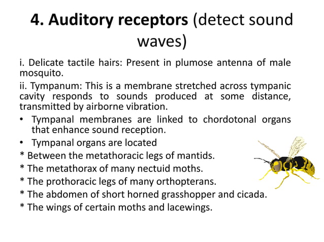 Sense organs of insects and their structure | PPTX | Eye and Vision ...