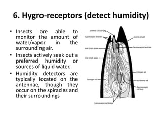 Sense organs of insects and their structure | PPTX