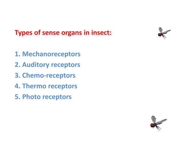 Sense organs of insects and their structure | PPTX | Eye and Vision ...
