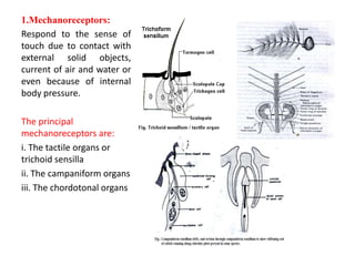 Sense organs of insects and their structure | PPTX