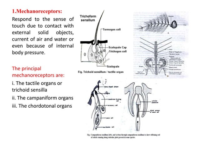 Sense organs of insects and their structure | PPTX | Eye and Vision ...