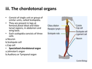 Sense organs of insects and their structure | PPTX