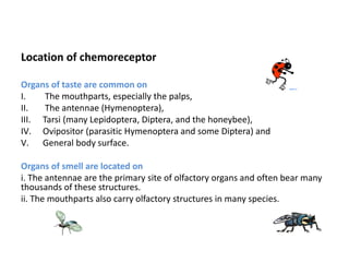 Sense organs of insects and their structure | PPTX