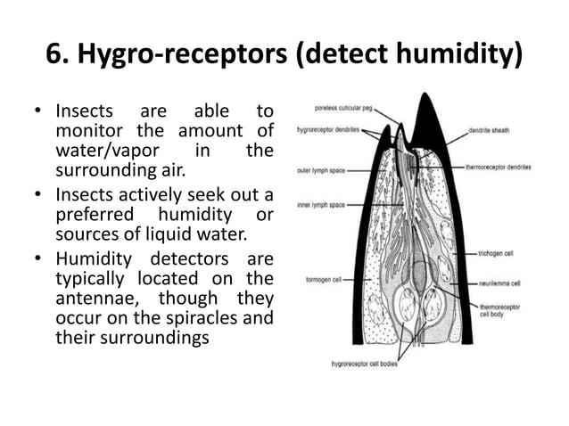 Sense organs of insects and their structure