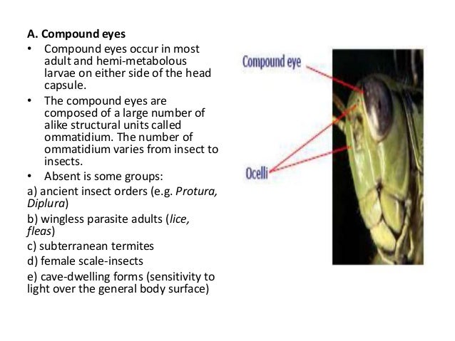 Sense organs of insects and their structure