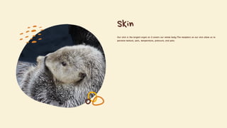 Sense organs of the body | PPT